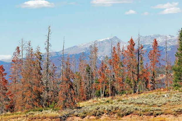 State Foresters work with BLM to tackle beetle-kill pine in Grand ...